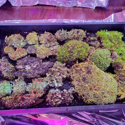 Large Terrarium Assortment Mix of British Soldier Pixie Cups Pityrea ...