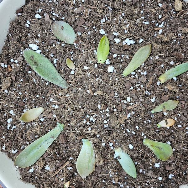 Succulent Leaf Starters | Propagation - Etsy
