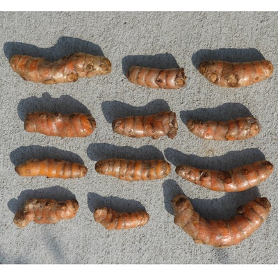 Fresh Wild Turmeric From Fiji 1/2 LB - Etsy