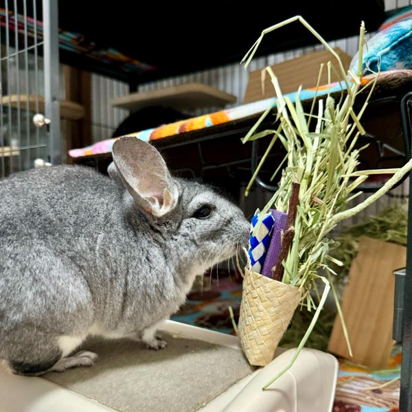 Au Naturel Chinchilla / Rat / Degu / Rabbit / Guinea Pig / Hamster ...