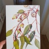 Gum Tree Print A5, 10x8, A4, 14x11, A3 Botanical Watercolour Wall Art ...