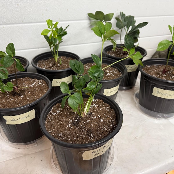 2 Brandywine Lenten Roses Live Hardy Perennial Flowers Lenten Rose ...