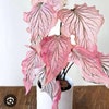 Live Angel Wing Begonia medora Starter Plant USA SELLER - Etsy