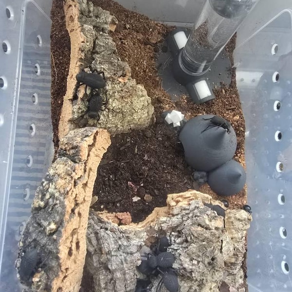 Custom Jumping Spider Enclosure From Kritter Kribs With Magnetic ...