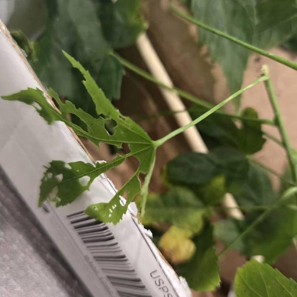 Athens Blue Princess Glory Bush Plant~~tibouchina Urvilleana~small ...