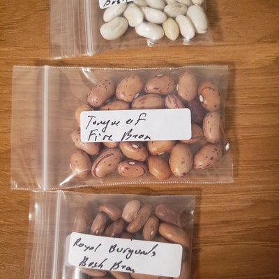 USA SELLER Orca Beans 25 Seeds HEIRLOOM - Etsy