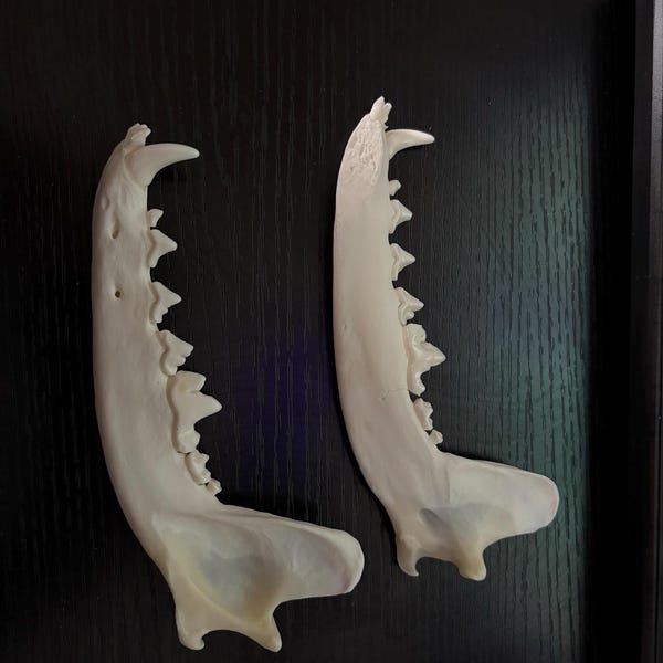 10 Deer First Phalanx Proximal Phalanx Bones Phalanges Knuckle Bones - Etsy