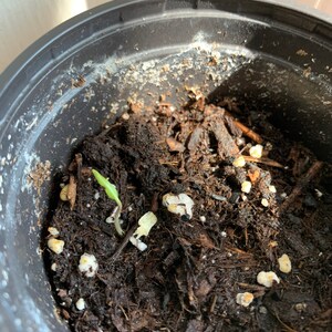 Hollyhock Spring Mix Seeds Annual Flowering NON GMO for | Etsy