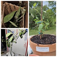 Silver Edged Pumpkin Seeds Gourd Non GMO Heirloom Vegetable for ...