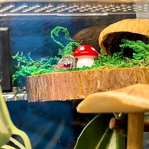 Jumping Spider Sign Post Spooder Lives Here, Spider Hideout Accessories ...