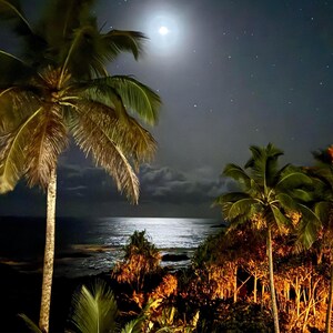 Hula Noho the Seated Hula - Hula Dancer Hawaiian Tradition - Kim Taylor ...