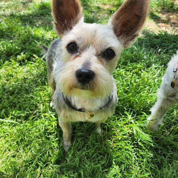 12mm Custom Tiny Tag, Small Pet Tag, Dog Tag, Puppy Tag, Kitten Tag ...