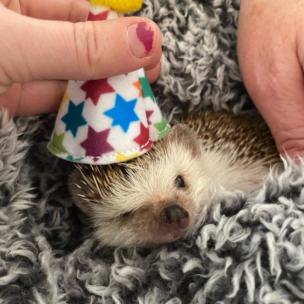 Ball Python Pastel Watercolor Snake A Plushie Stuffed Animal Friend ...