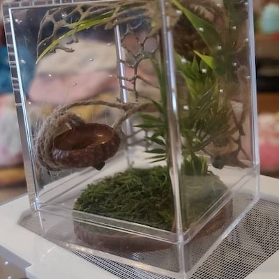 BACKLIT Magical Forest Jumping Spider Enclosure, You Choose Color ...