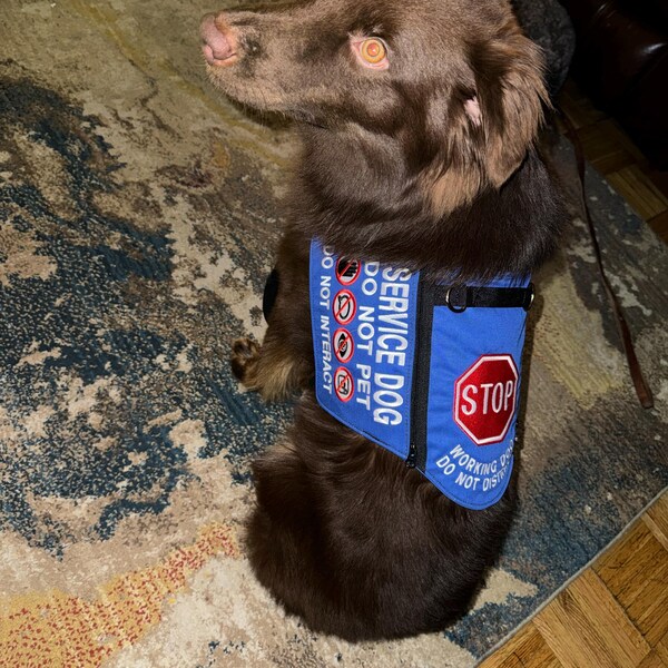 Vest adjustable Size, in Training Do Not Approach, Light Weight Sd ...