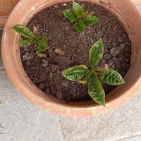 Albizia Saman Plant Seeds Rare Rain Tree Seeds for Tropical Gardens ...