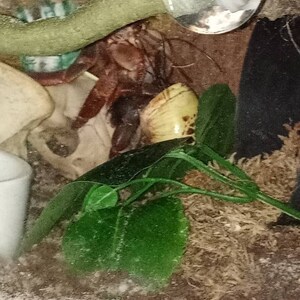 Dove Shells Dotted Tiny Shells 3/8 1/2 Inch 1/4 Cup - Etsy