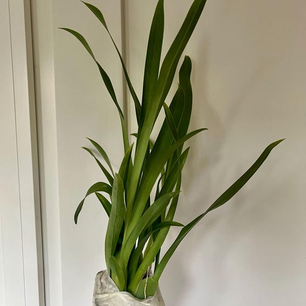 Rlc. Sung Ya Green 'mailman' (2.5” Pot) - Etsy