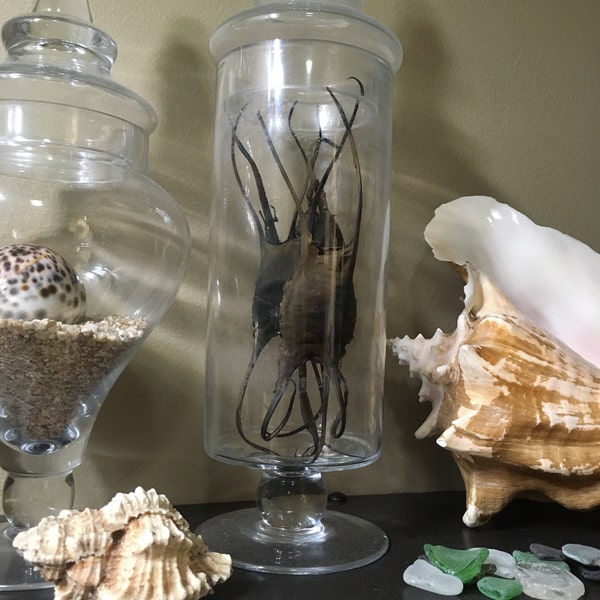 3 Devil's Purses - Mermaids Purse - Devils Purse - Shark Egg Sack ...