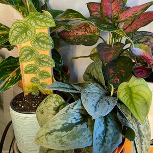 Monstera Dubia Shingling Plant Growing in 4 Pot Rare - Etsy