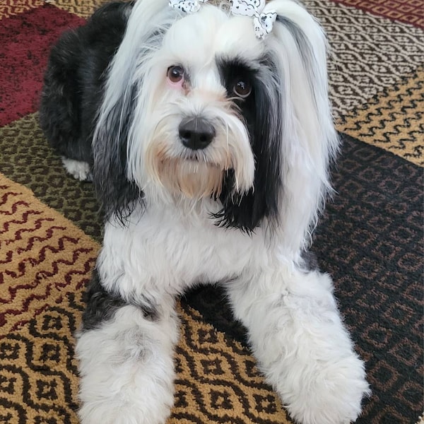 30 Small Light Weight Double Looped Chiffon Dog Bows Dog Grooming Bows ...