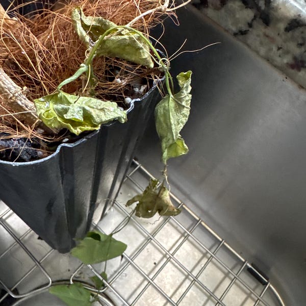 Colocasia Esculenta Plant, Pattarveliya or Patra Edible Plant in Small ...