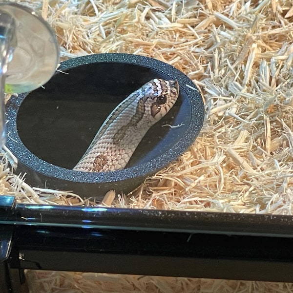 XL Hoggy Hide. Burrow Hide. Snake Hide for Western Hognose, Colubrids ...