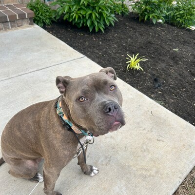 Orange and White Checkered Dog Collar, Martingale or Flat Collar, Dog ...