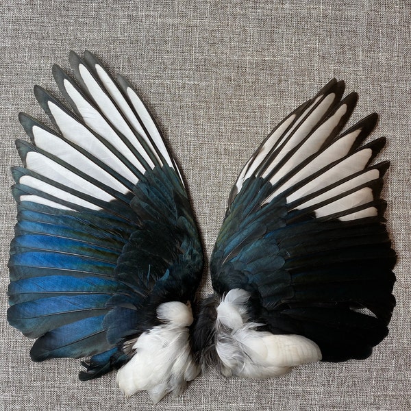 A Pair of Magpie Wings Perfect for Crafting. - Etsy
