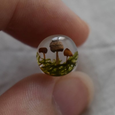 Natural Moss Mushroom Gauges, Real Plug, Mushroom Plug, Real Mushroom ...