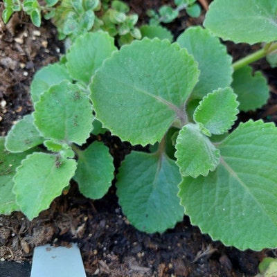 Pelargonium Citronellum 'mabel Grey' Mabel Grey - Etsy