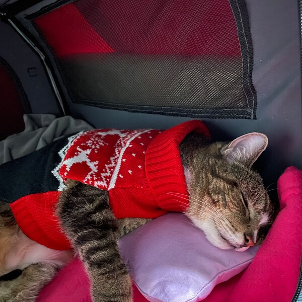 Nido Cat Bed Covers - Etsy