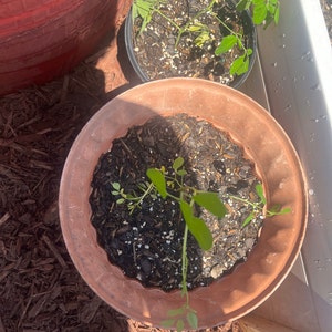 Moringa Oleifera Seeds Drumstick Seeds Malunggay Seeds Miracle Tree ...