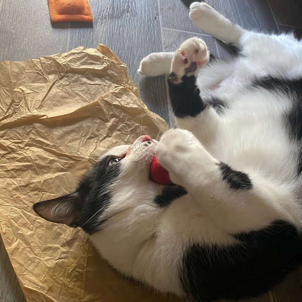 Catnip Filled Ravioli and Felted Meatball Cat Toy Gift Set - Etsy