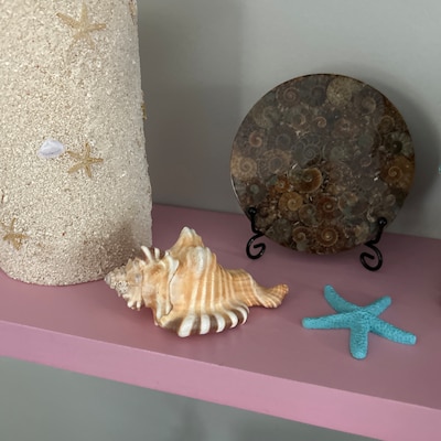 Medium Hebrew Cone Seashells Conus Ebraeus 5 Shells Approx. 1 Inches ...