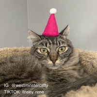 Mini Party Hat for Cats - Etsy