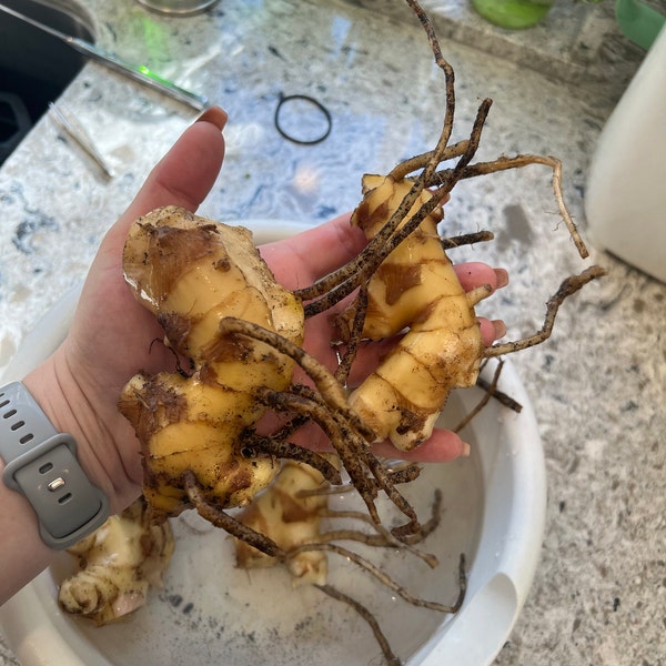 5 (yes~five!) Red Pinecone Ginger/shampoo Ginger/zingiber Zerumbet ...