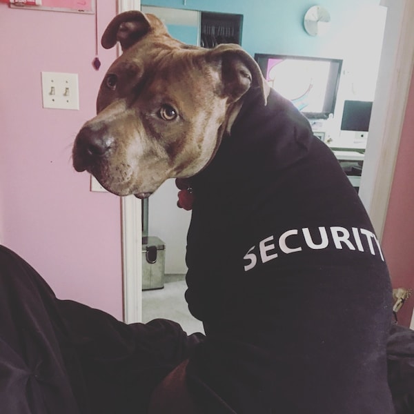 SECURITY Dog Sweatshirt Hoodie - Dog Sweater - Dog Jumper - Printed Dog ...