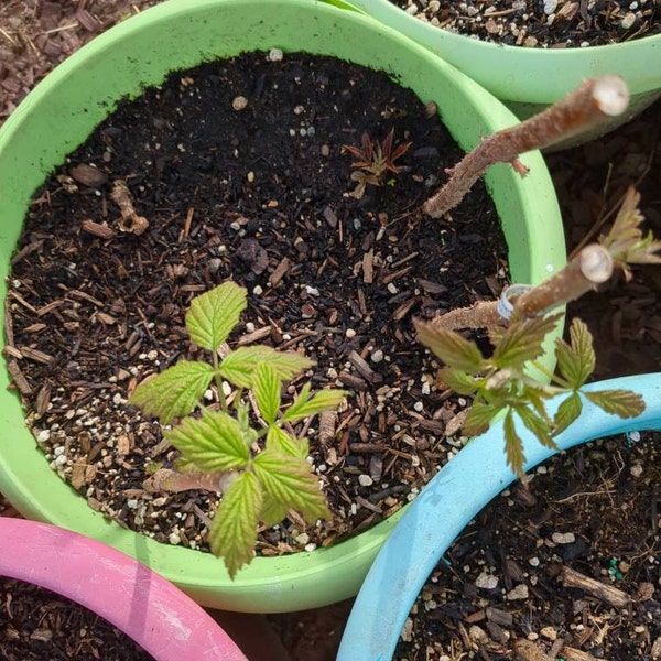 5 Raspberry Plants Joan J - Completely Thornless, Everbearing, High ...