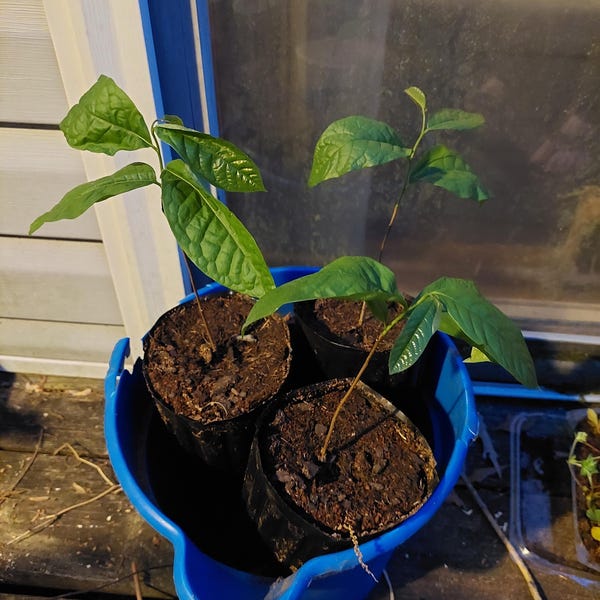 Pawpaw (asimina Triloba) 3 "tubelings" - Etsy