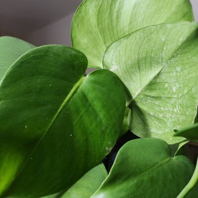 Monstera Deliciosa Tropical Split Leaf Plant 6 Inch Pot Indoor ...