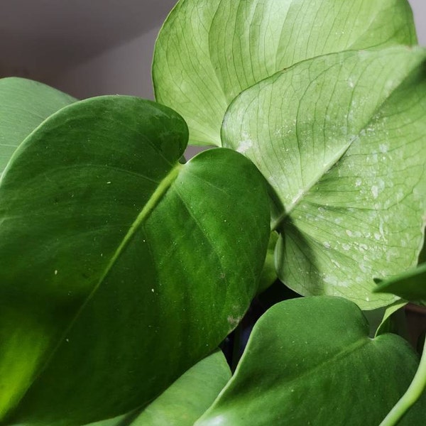 Monstera Deliciosa Tropical Split Leaf Plant | Live Indoor & Outdoor ...