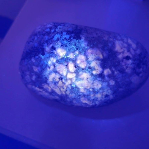 Rare 9.2oz Extinct Chain Coral Fossil halysites From Lake Michigan 425 ...