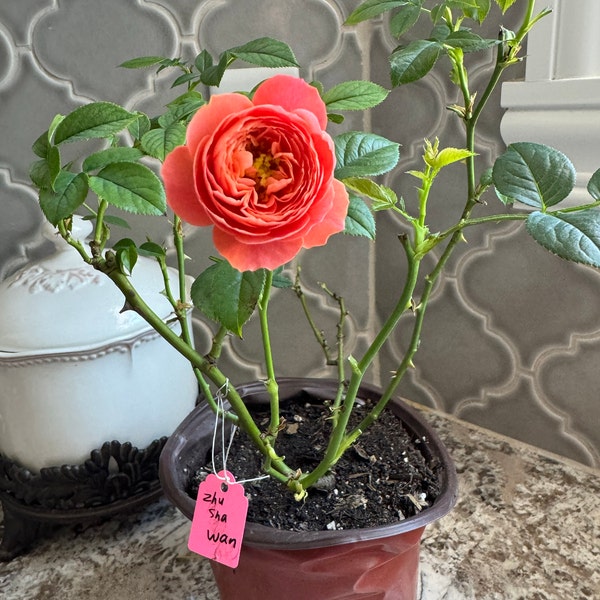 Pretty Chinese Rose. Zhushawan 朱砂碗. Lovely Color. Continue Blooming ...