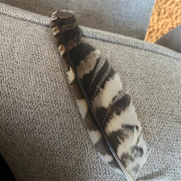 Real Hawk Feathers, Genuine Northern Goshawk, Cruelty Free, Cleaned and ...