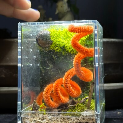 Spring Florals Small Jumping Spider Enclosure, Sling Jumper Container ...