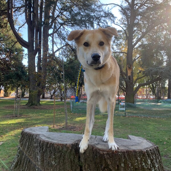 8-inch Paracord Dog Obedience Tab - Etsy