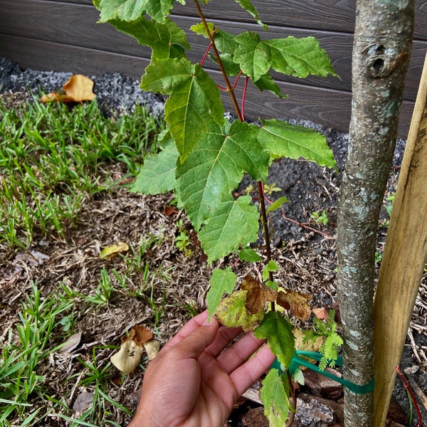 2 Red Maple Trees (acer Rubrum)4" Container(on SALE NOW) - Etsy