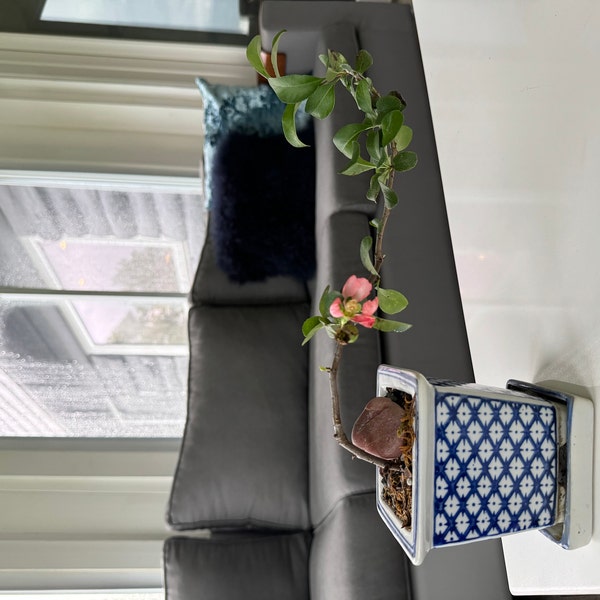 Japanese Wisteria Pre Bonsai Tree bridge to Nature Collection From Cute ...