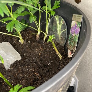 Walter Faxon Peony Pink Fragrant Spring Blooms Perennial - Etsy